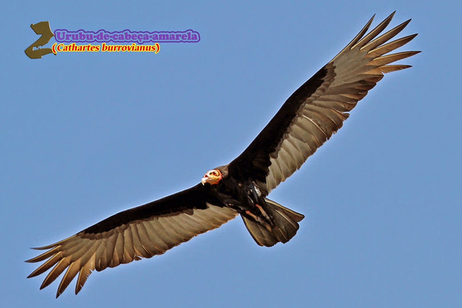 ORNITOLOGIA: Urubu-de-cabeça-amarela (Cathartes burrovianus)